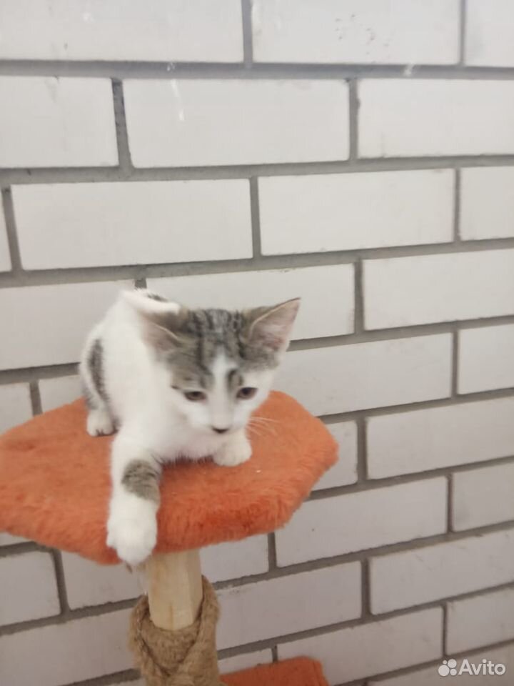 Отдам двух замечательных котят