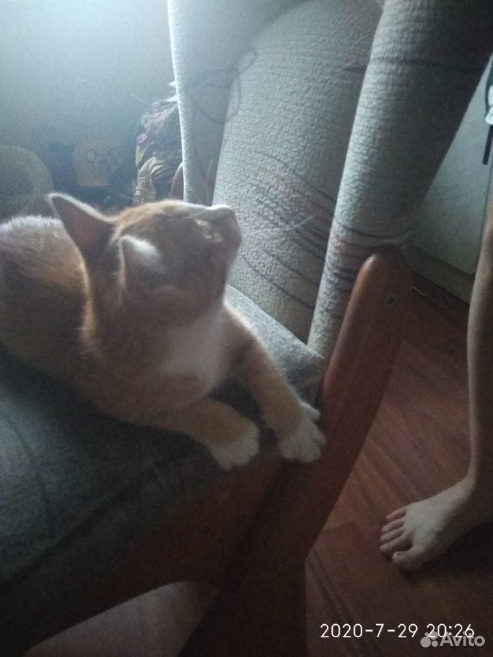 Котёнок (вроде мальчик)