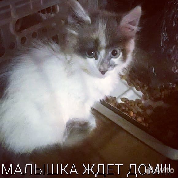 Спасенный пушистый котенок в добрые ручки