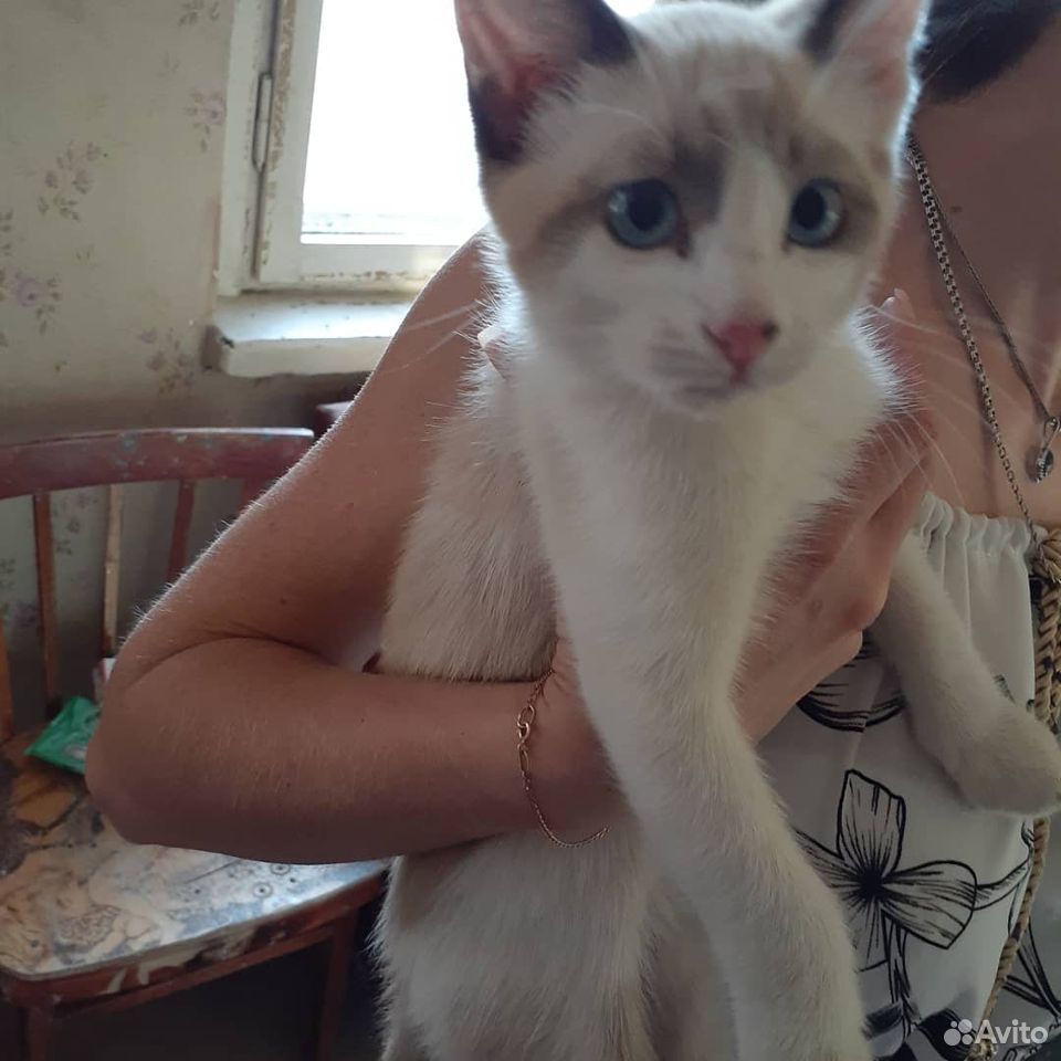 Кошка
