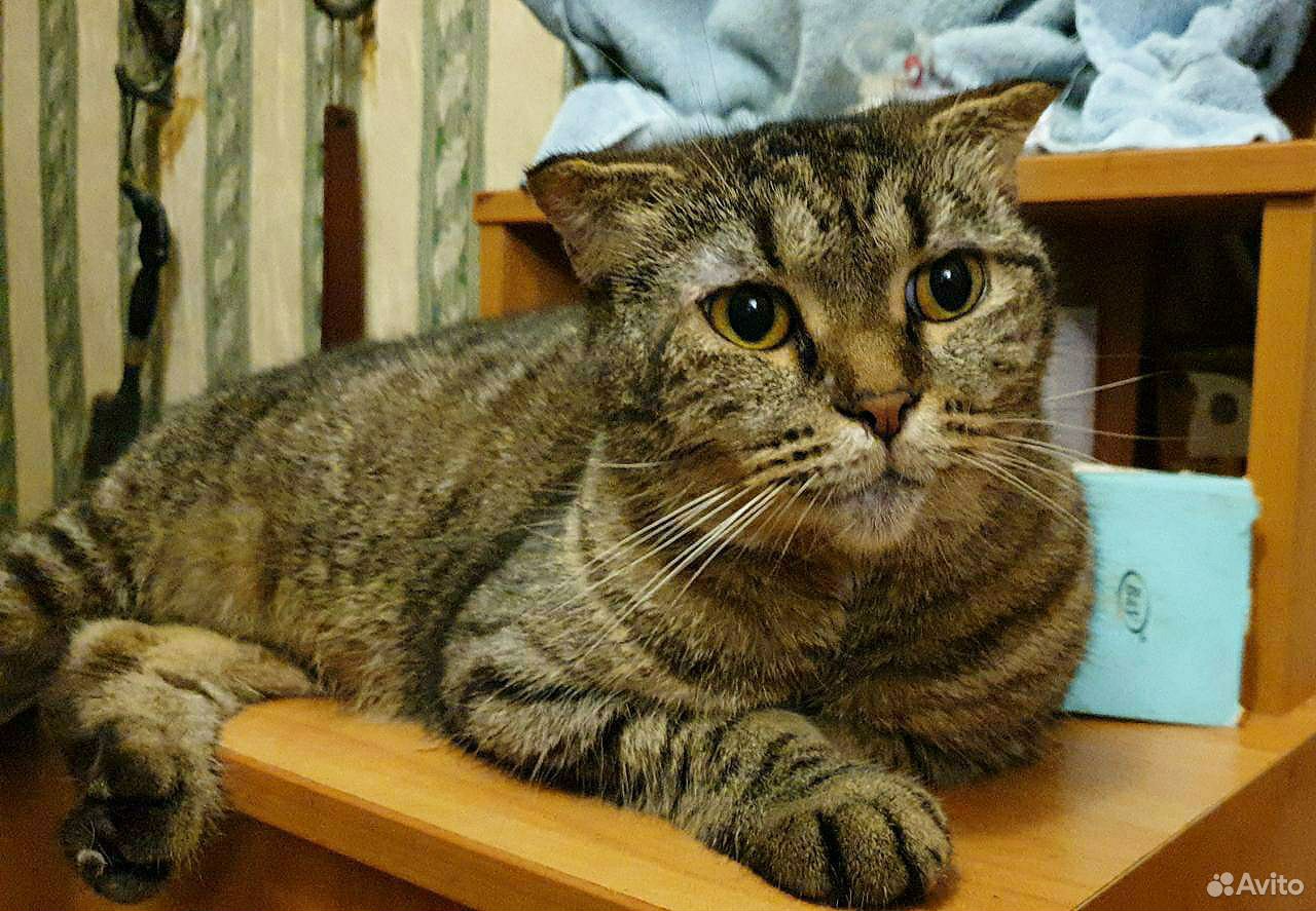 Кошка шотландская 1,5 года стерилизована