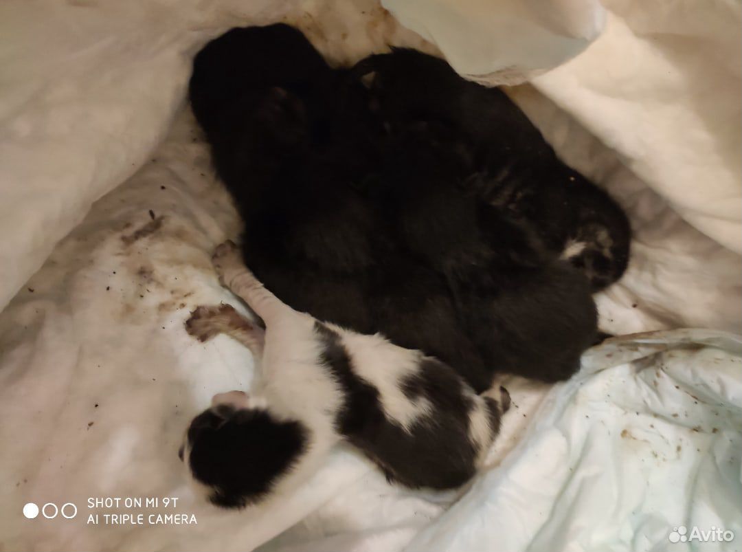 Нужна кормящая кошка