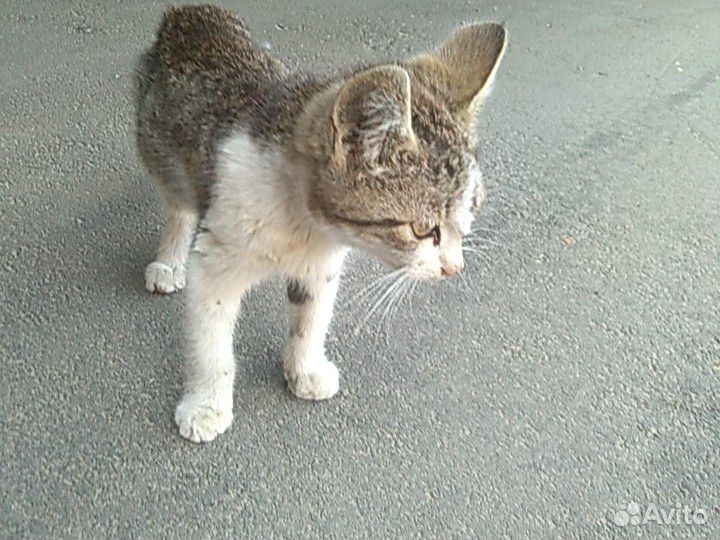Потериный котёнка оддаем в харошие руки