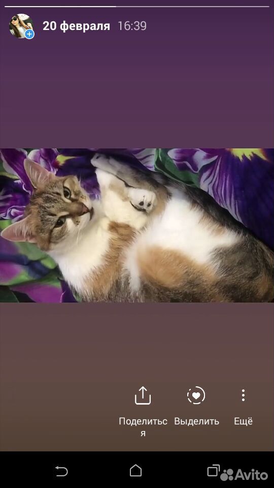 Кошка Кира. Ласковая, добрая, воспитанная киса ище