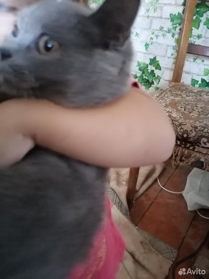 Плюшевая кошечка