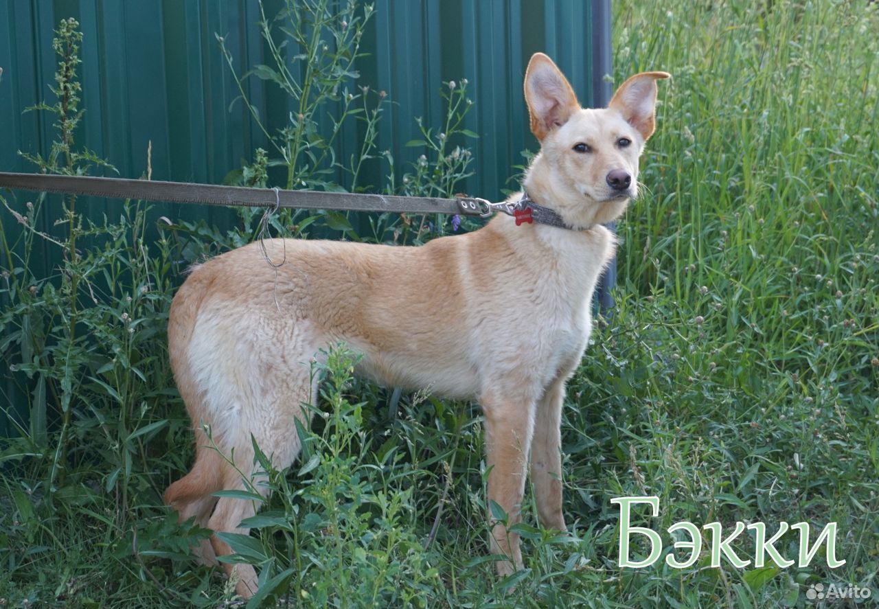 Ищет дом собачка Бэкки