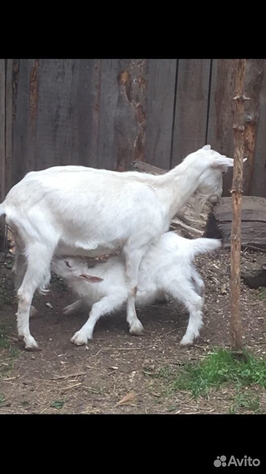 Козы овечка