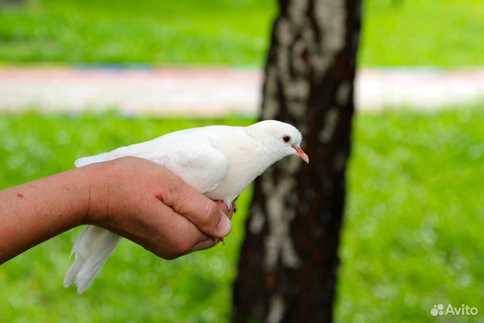 Смеющиеся горлицы