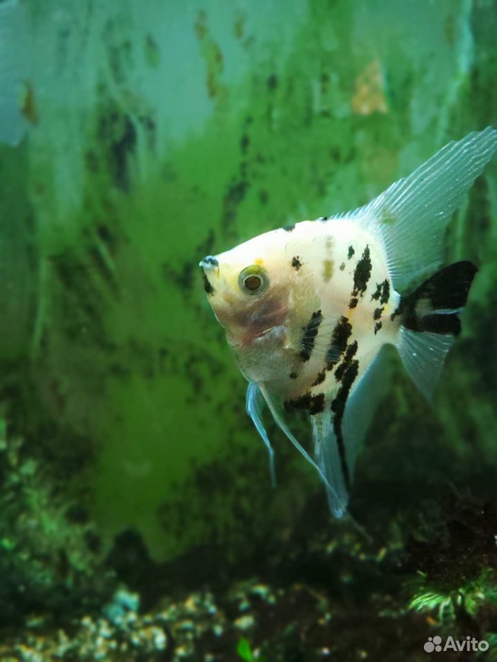 Две рыбки скалярии отдам