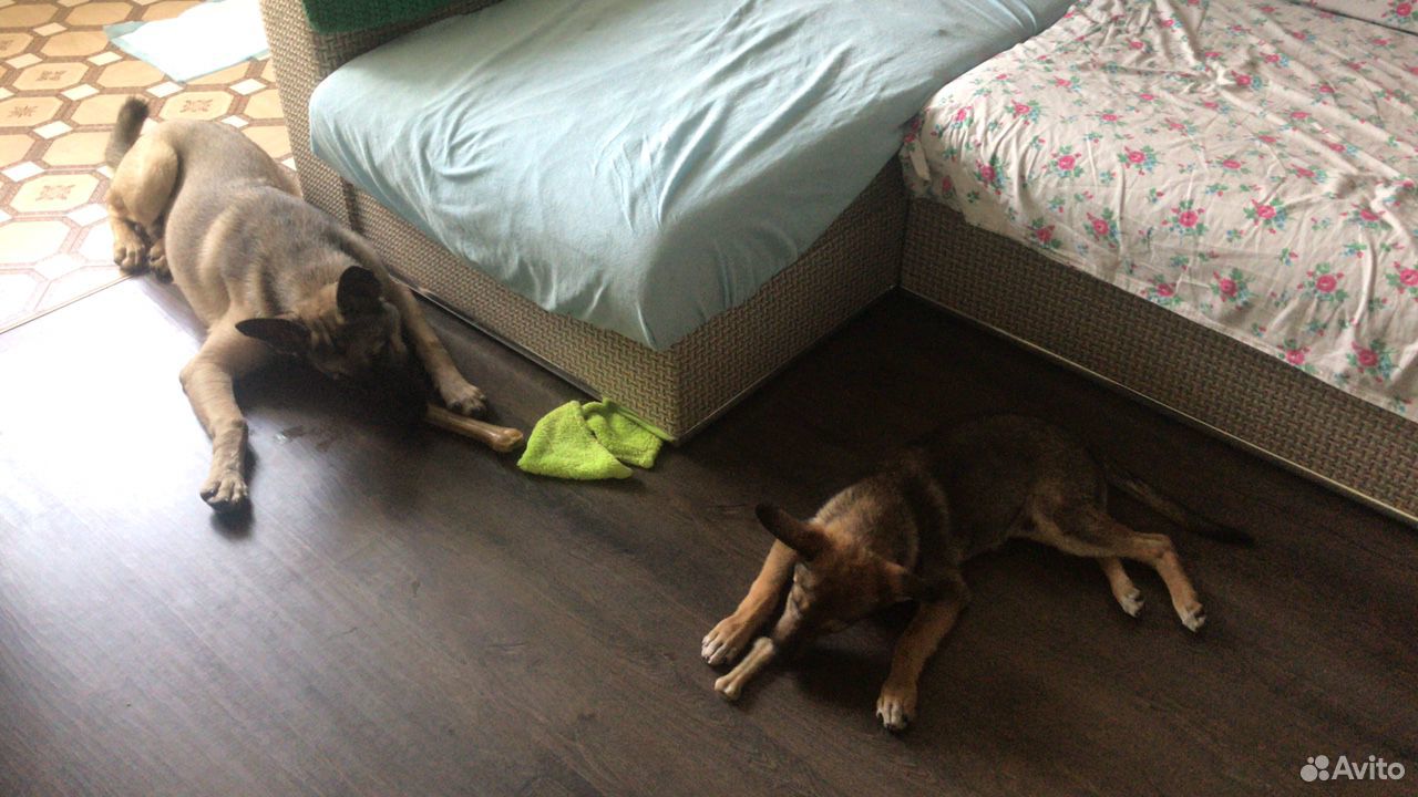 Собака в добрые руки