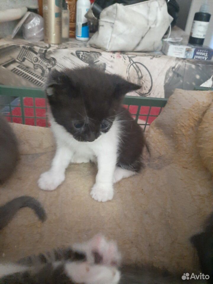 Котята
