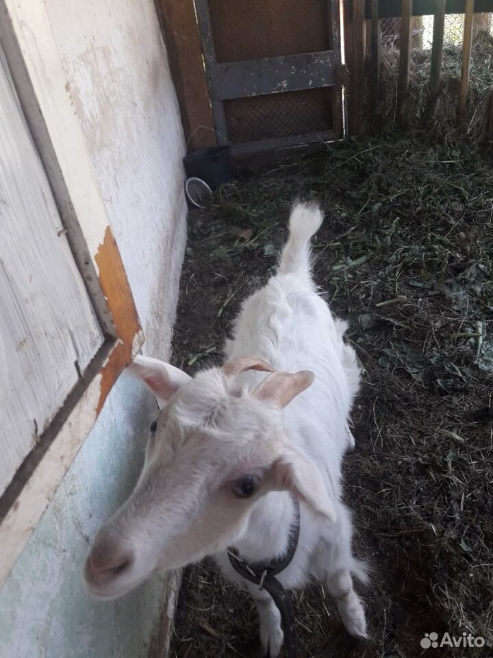 Козочка молочная