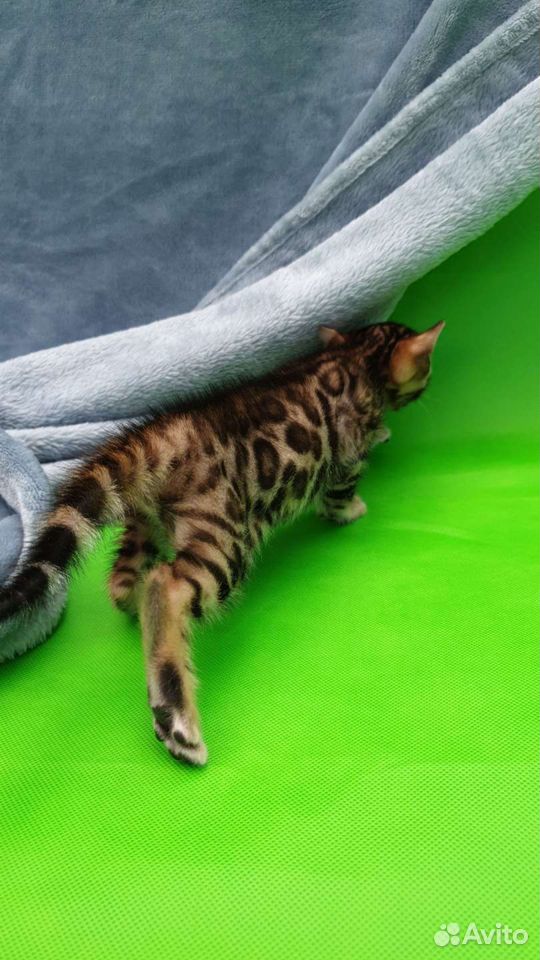 Бенгальские котята
