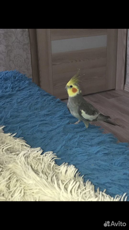 Попугай Корелла Нимфа