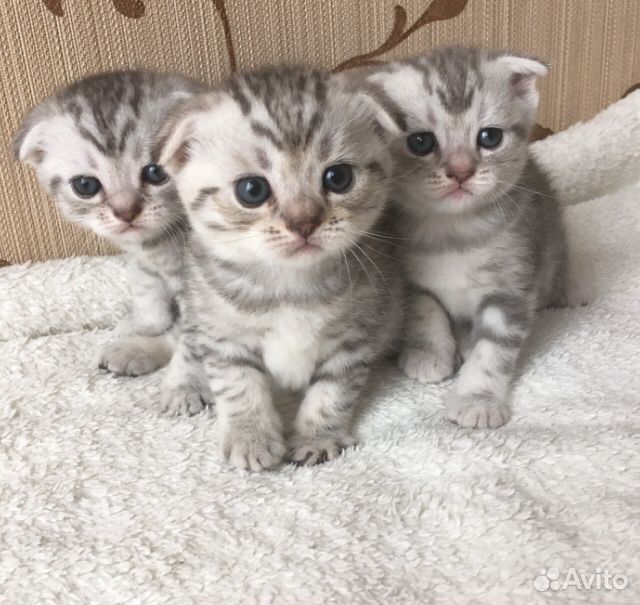 Котята вислоухие шотландские