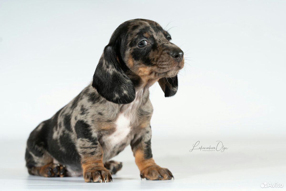 Такса мраморная разноглазая