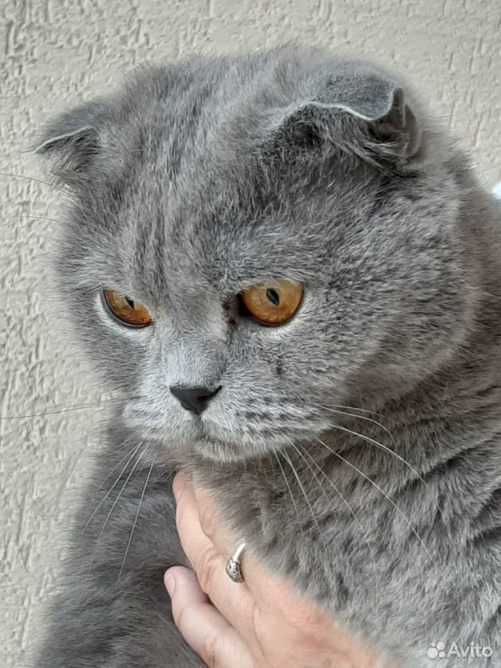 Шотландская вислоухая кошечка в добрые руки