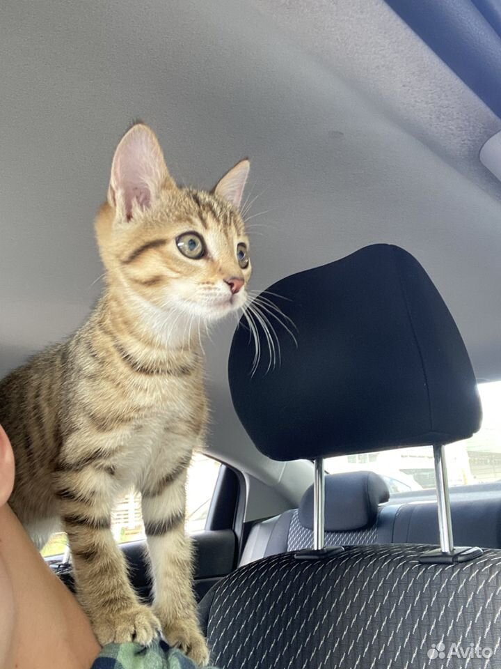 Котёнок