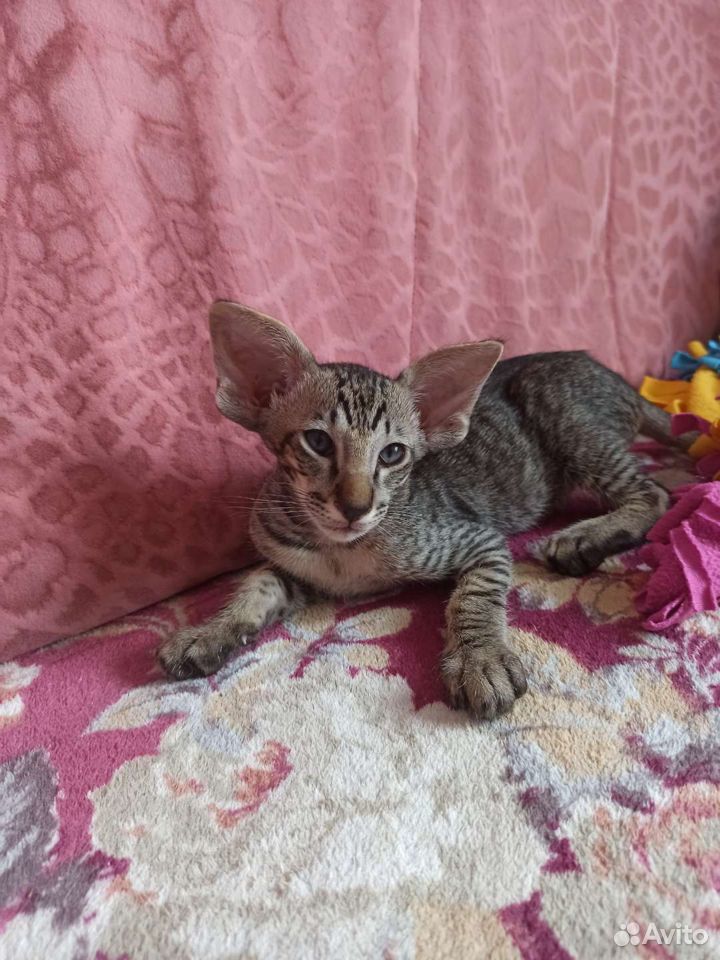 Ориентальные котята черный пятнистый мальчик