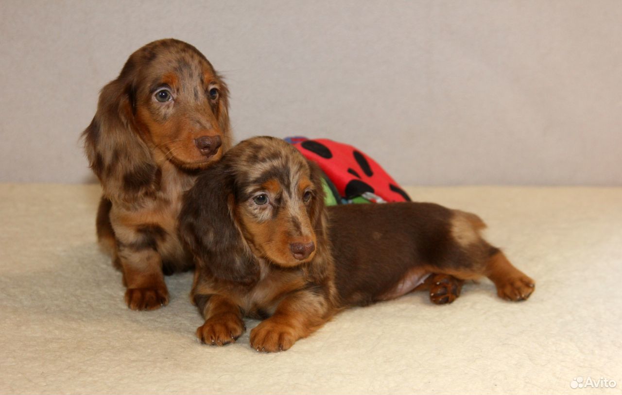 Кофе/мраморные девочка и мальчик кроличьи\мини