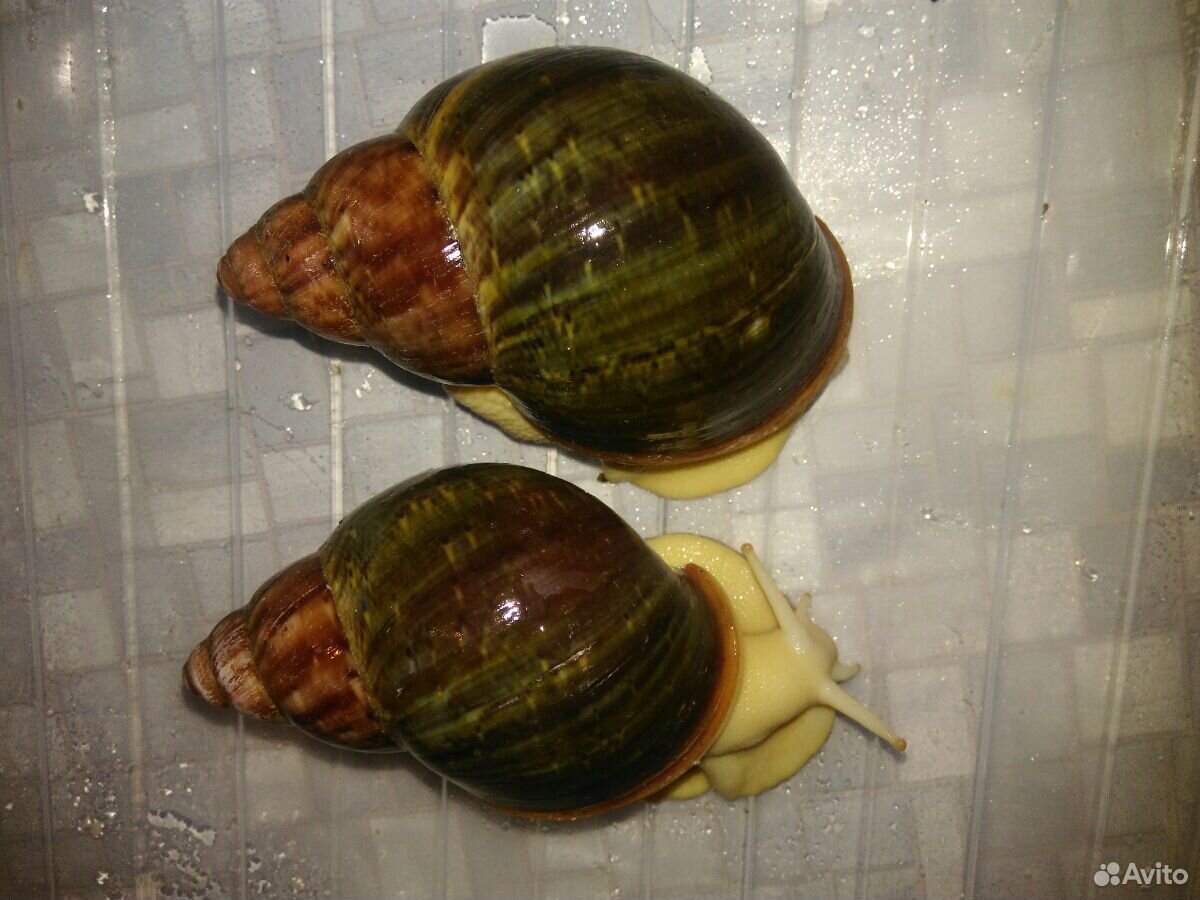 Архахатина sp Бенин