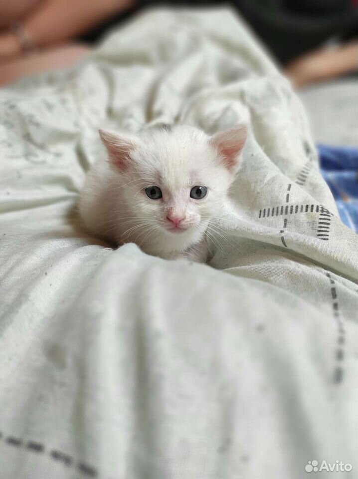 Котенок