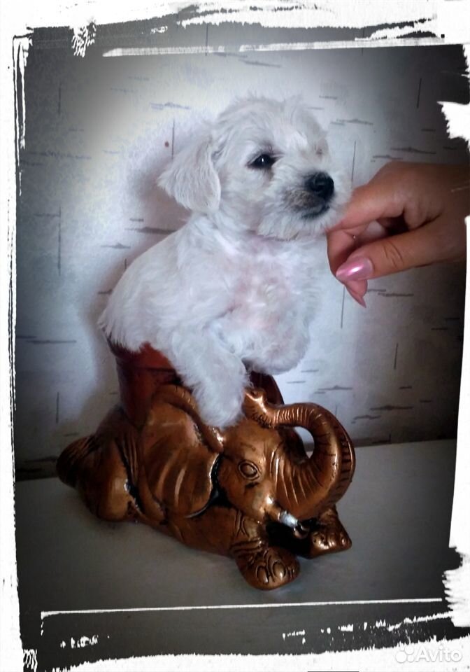 Щенок цвергшнауцера