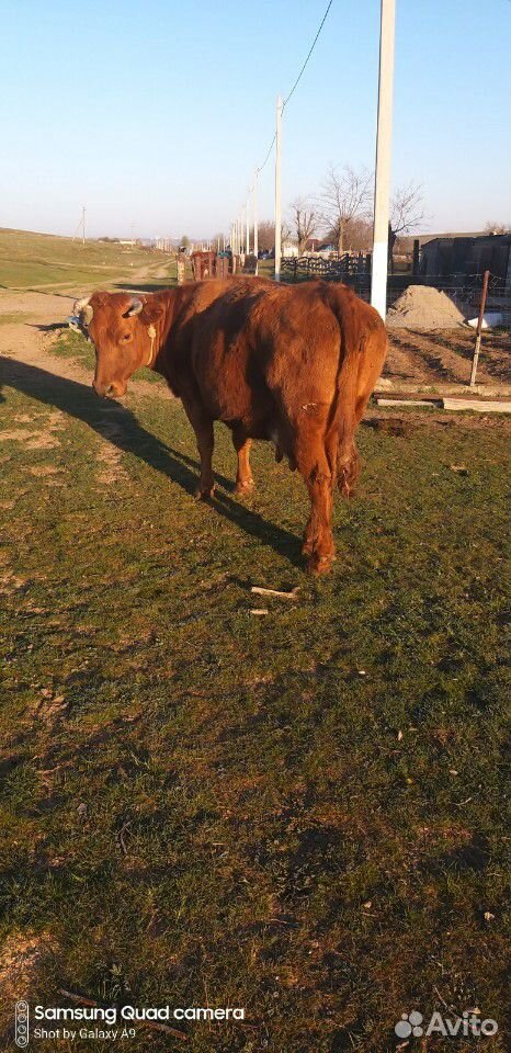 Корова яловая