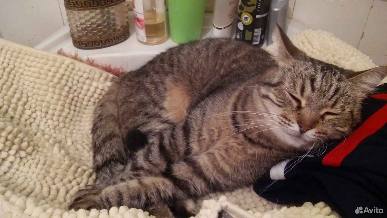 Стерилизованные домашние кошки