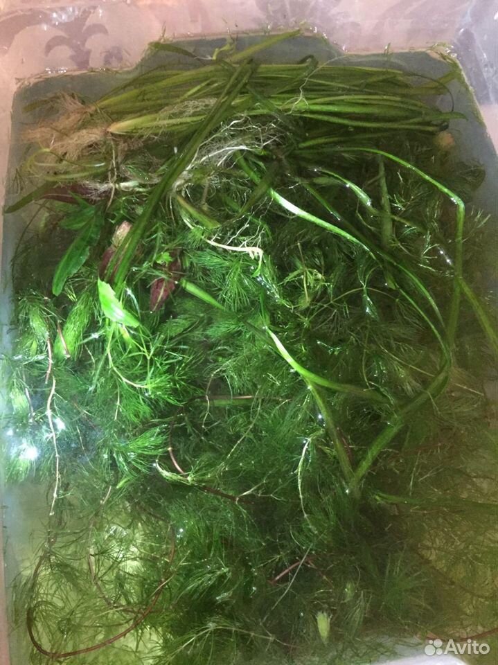 Растения-Мексиканский роголистник,Наяс,Валлиснерия