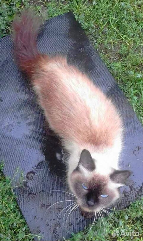 Кошка породы Балинез