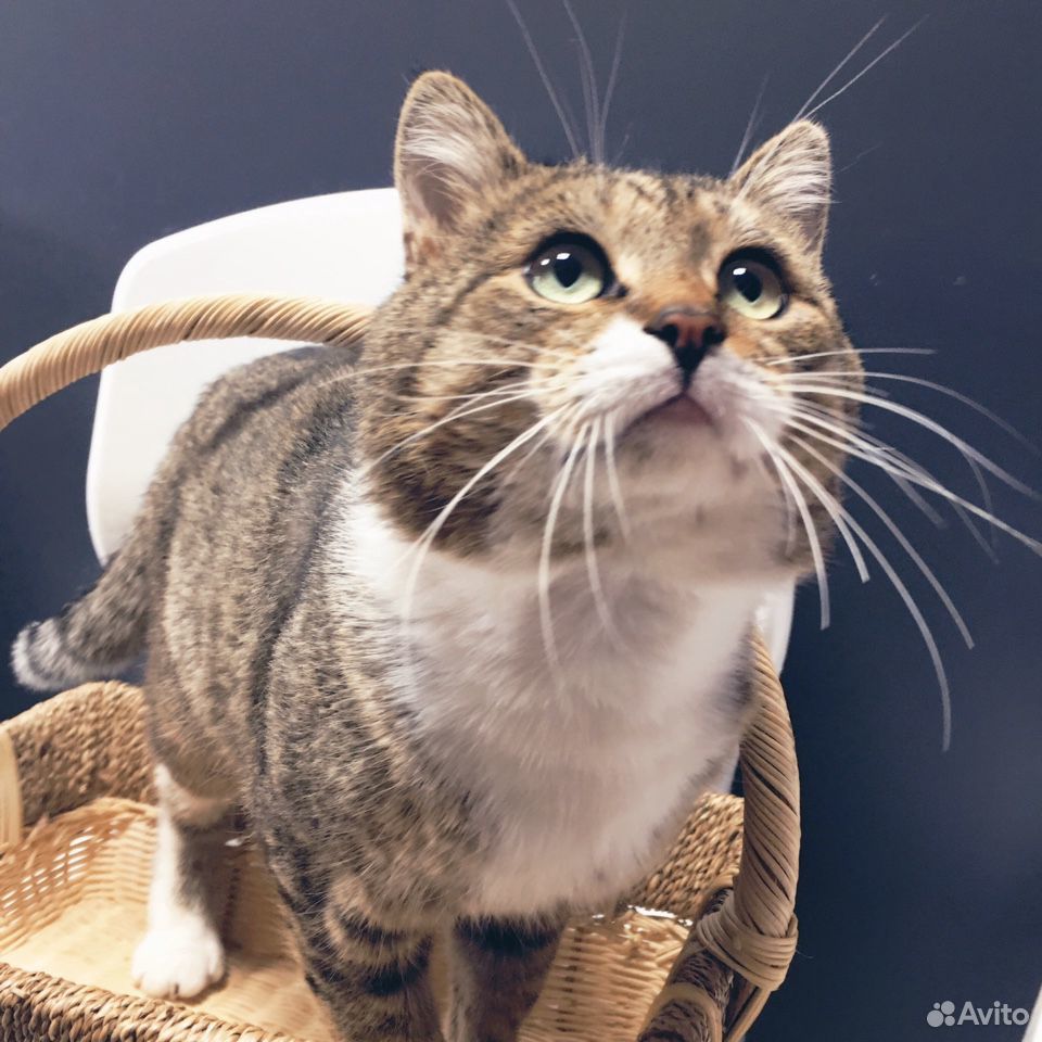 Плюшевый, ласковый котейка в хорошие руки