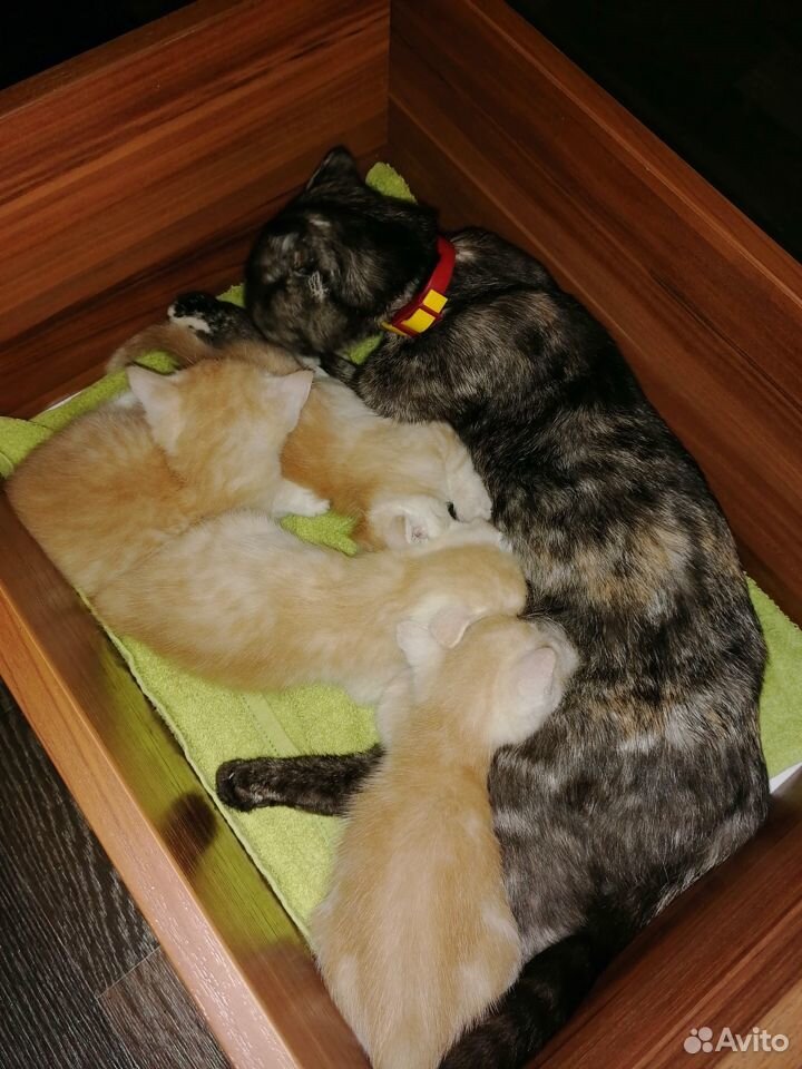 Красивые, персиковый, голубоглазые, вислоухие и пр