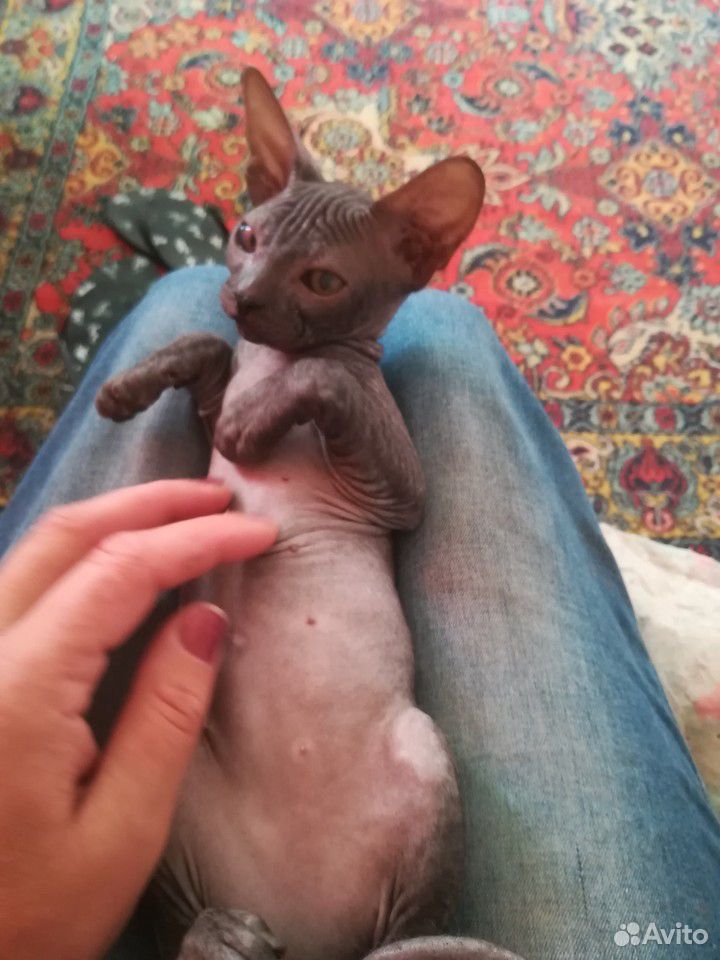 Кошка