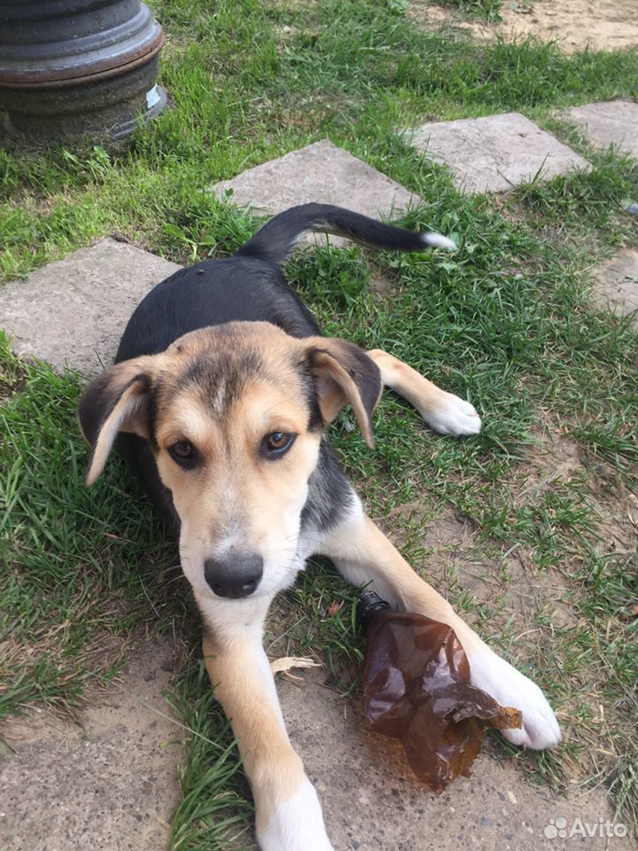 Щенки русской гончей