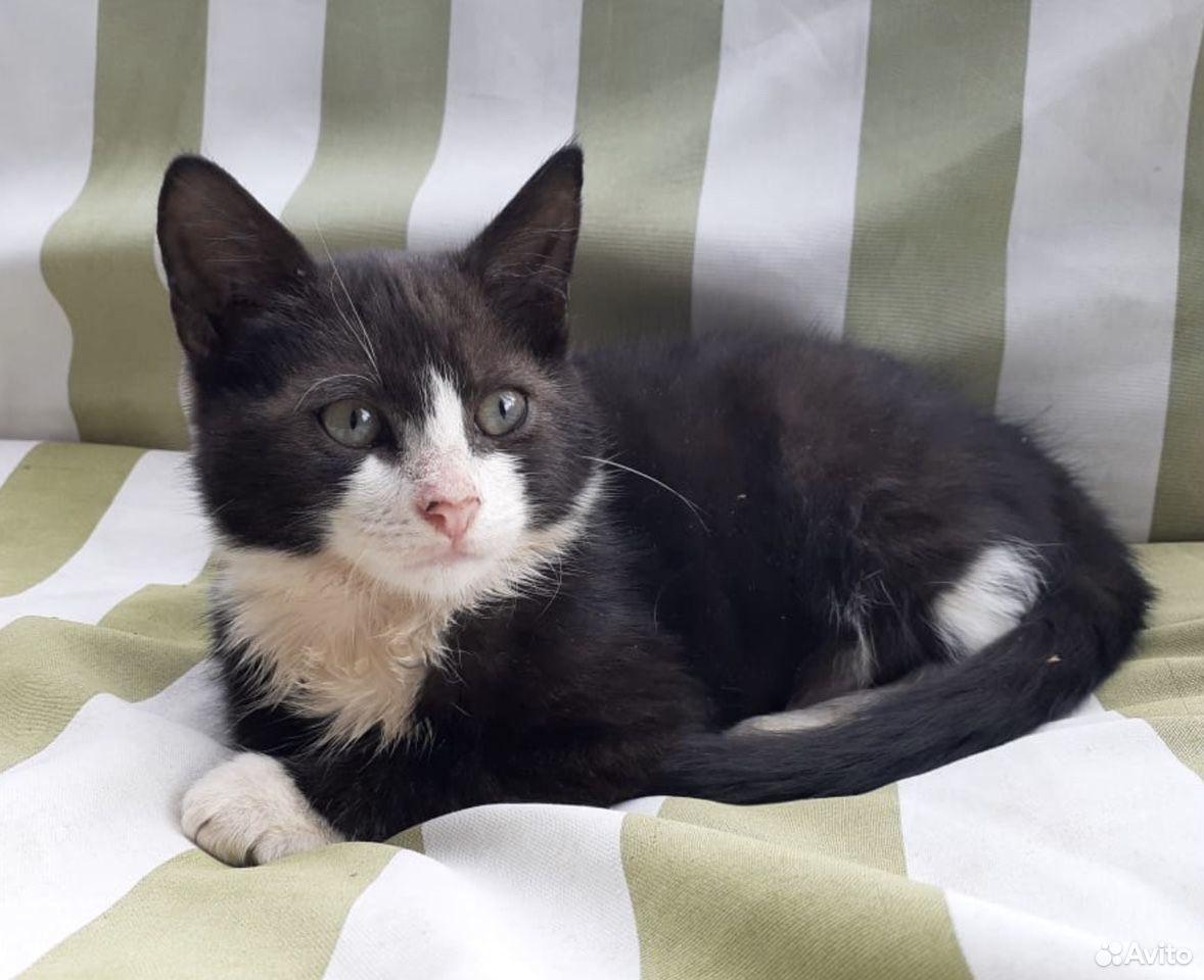 Котёнок маркизик Черри 3 месяца в добрые руки