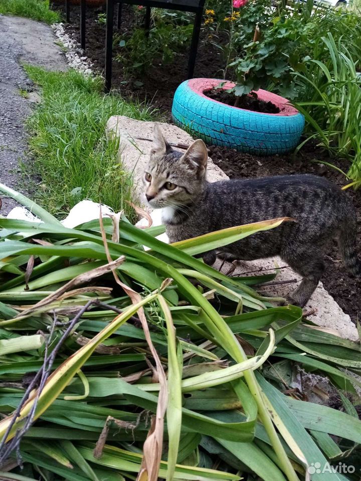 Котик Барсие