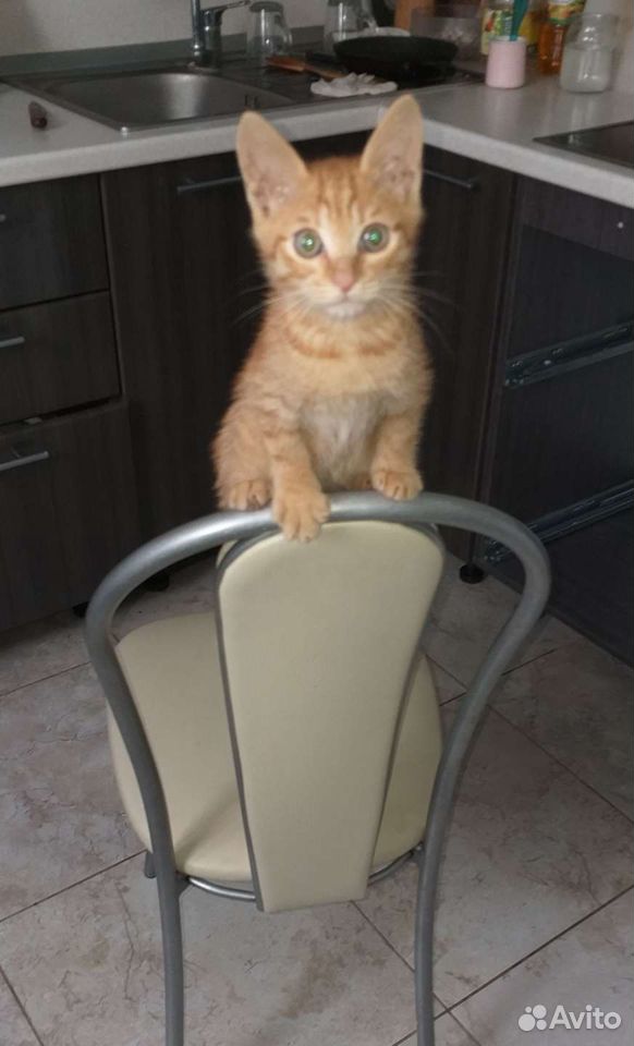 Кошки