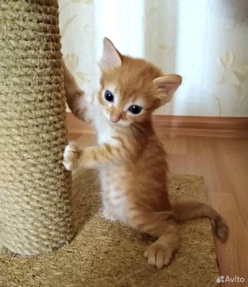 Маленькая Ляля ищет любящее сердце