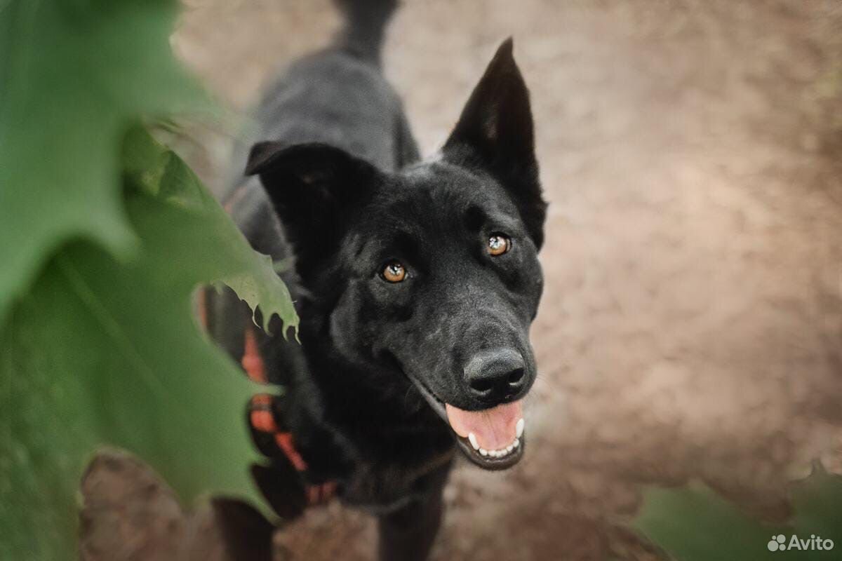 Багира в добрые руки в дар