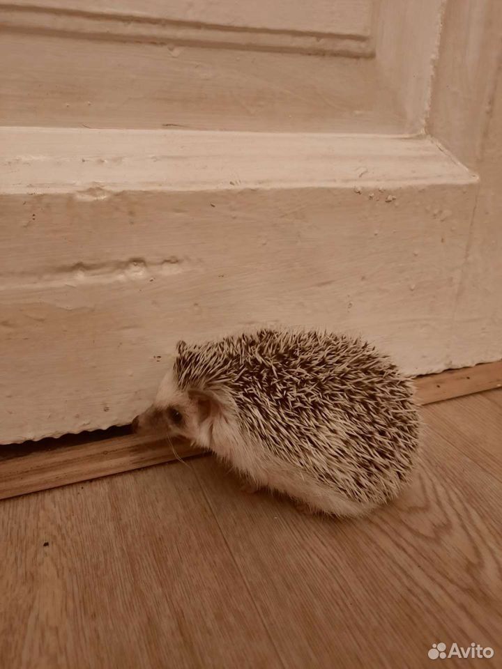 Ёжик (обычный )