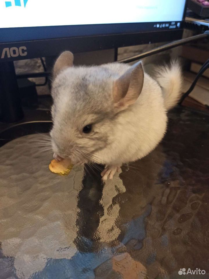 Шиншилла девочка 1,5 мес