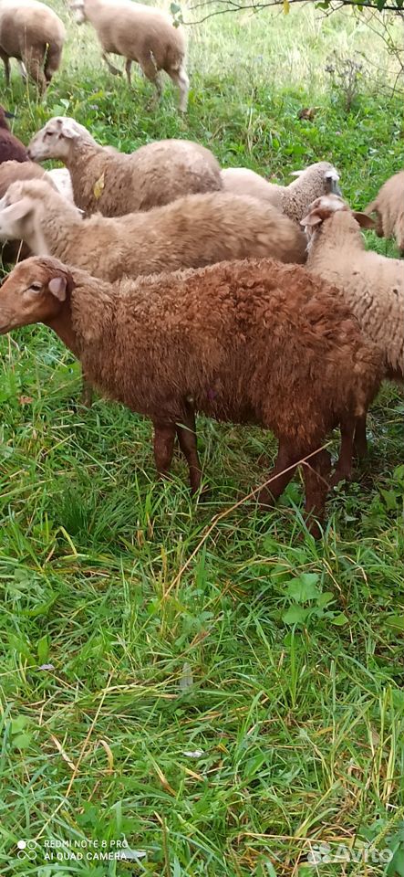 Продажа ягнят(баранина, овцы)