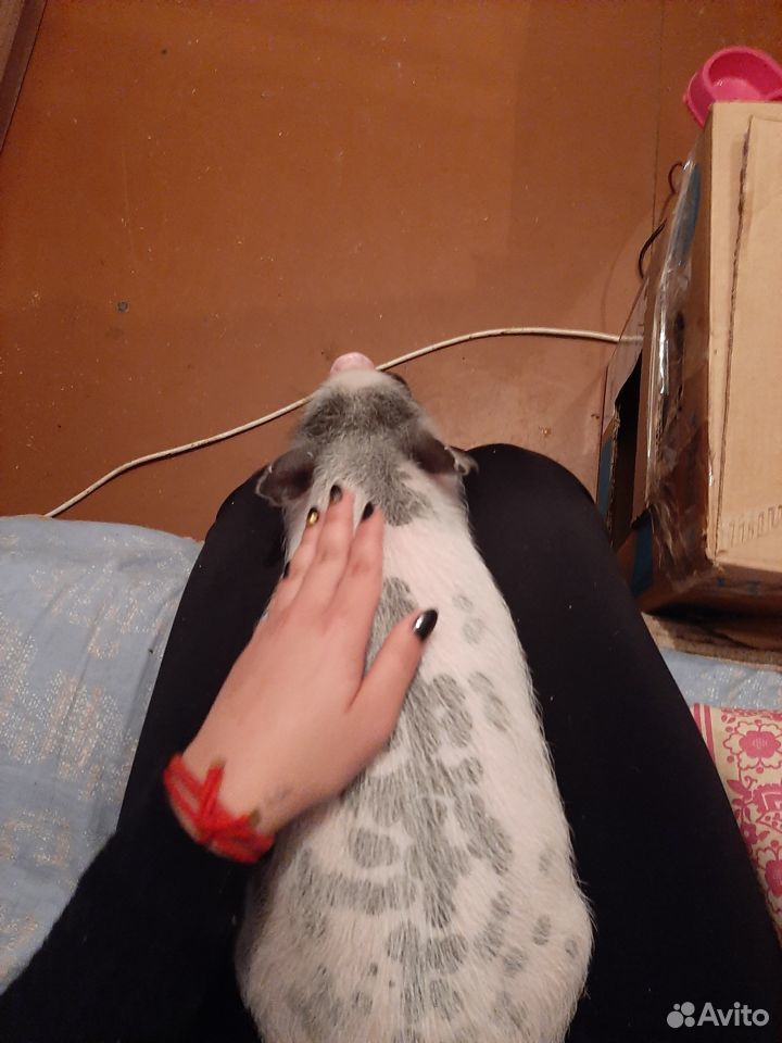 Минипиг