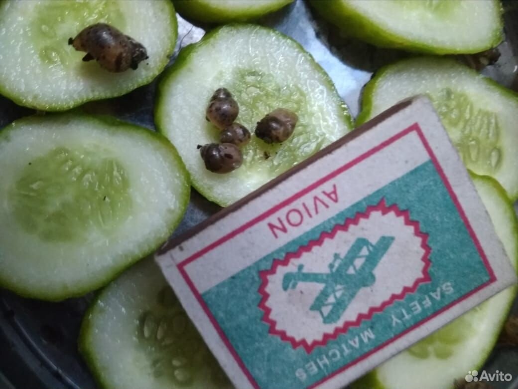 Улитки ахатины