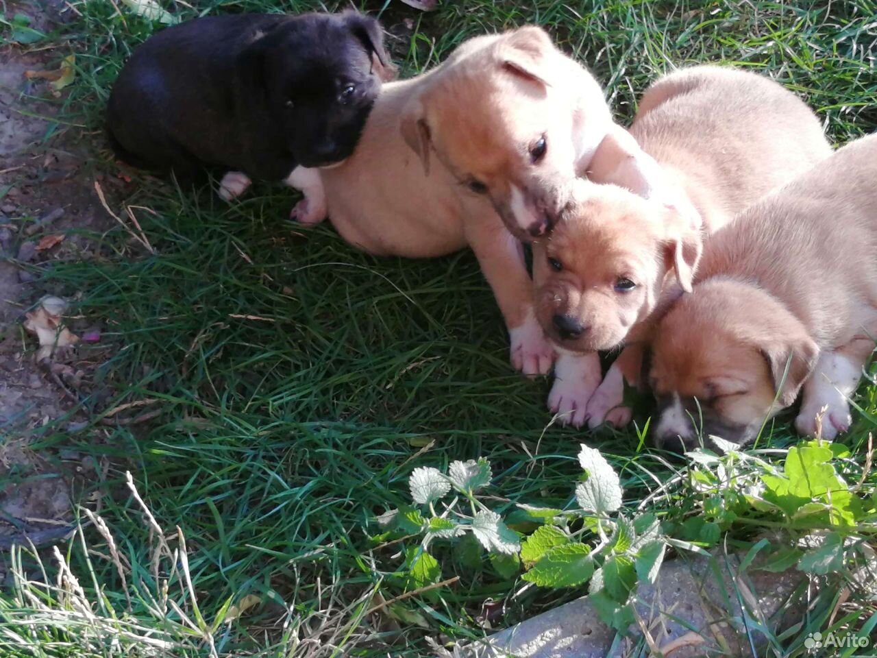 Стафорд щенки
