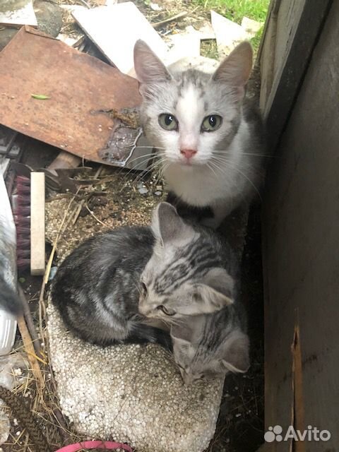 Отдам котят в добрые руки