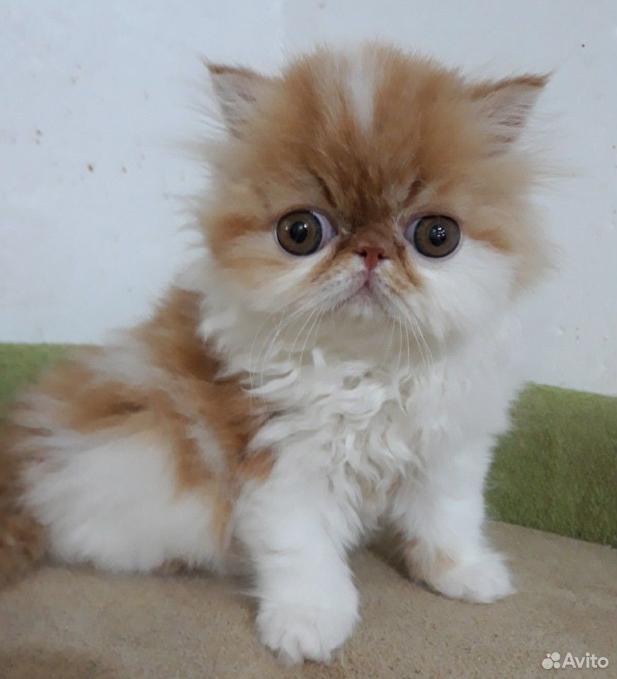 Персидская куколка