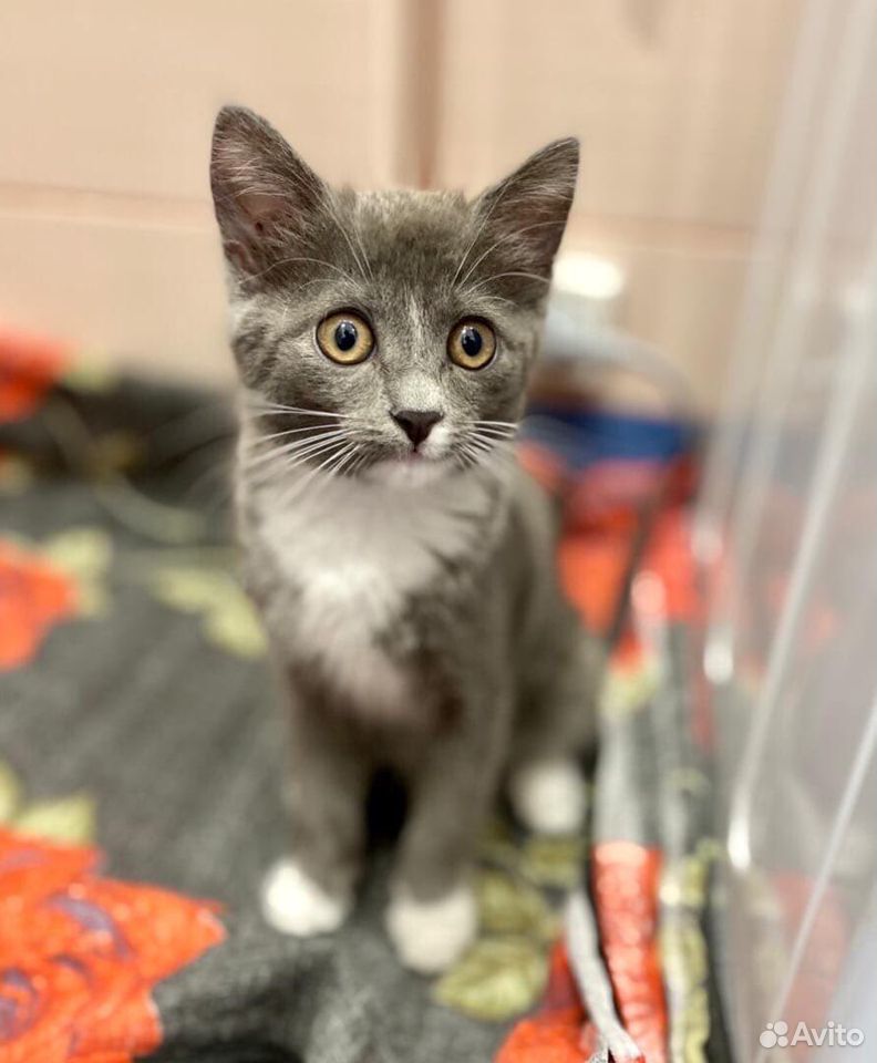 Бомбически сладкий Саймон ищет дом