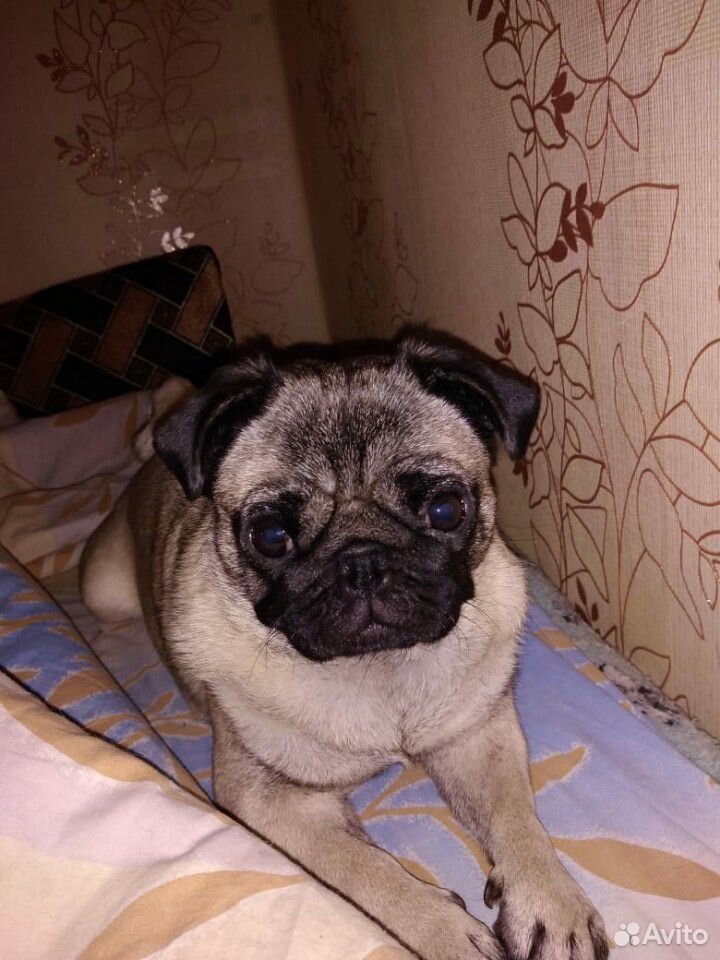 Мопс